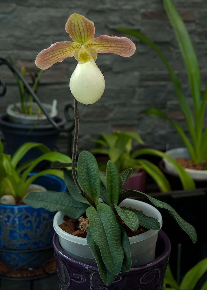 Paph Satin Smoke | Slippertalk Orchid Forum