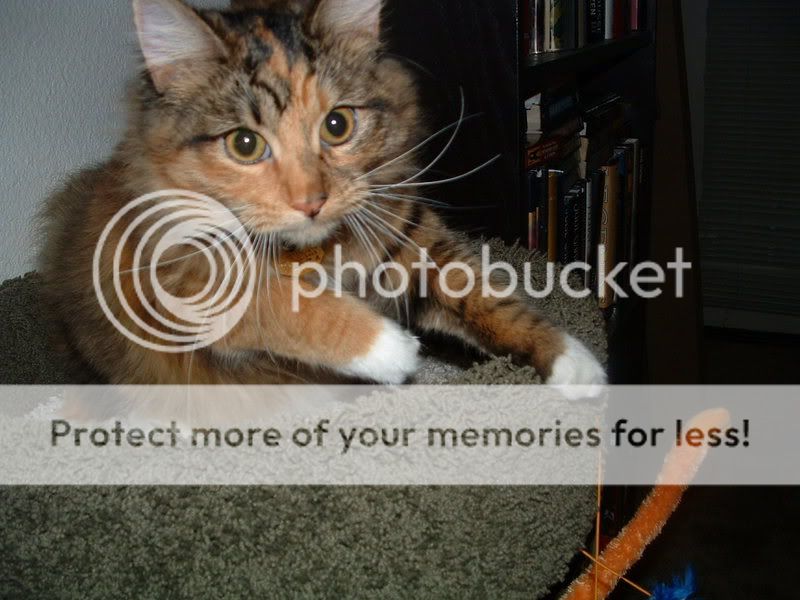 FARK.com: (8569293) "I admit it. I killed mother and the cats. I demand ...