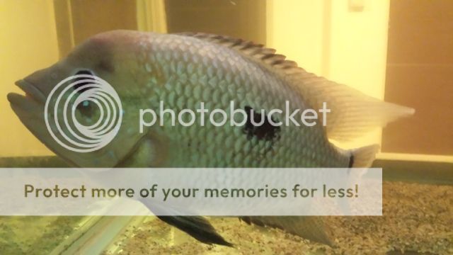 My 4 umbee pairs (Rio Mag, ultimate blue, Gorillus Blue, Gorillus black ...