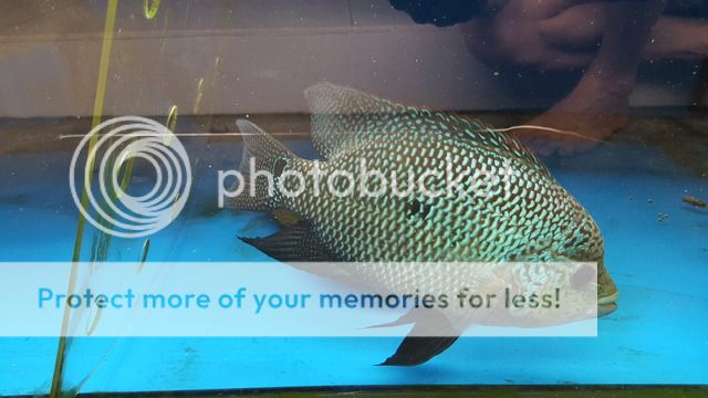 My 4 umbee pairs (Rio Mag, ultimate blue, Gorillus Blue, Gorillus black ...