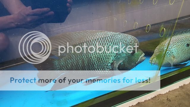 My 4 umbee pairs (Rio Mag, ultimate blue, Gorillus Blue, Gorillus black ...