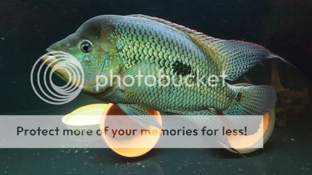 My 4 umbee pairs (Rio Mag, ultimate blue, Gorillus Blue, Gorillus black ...