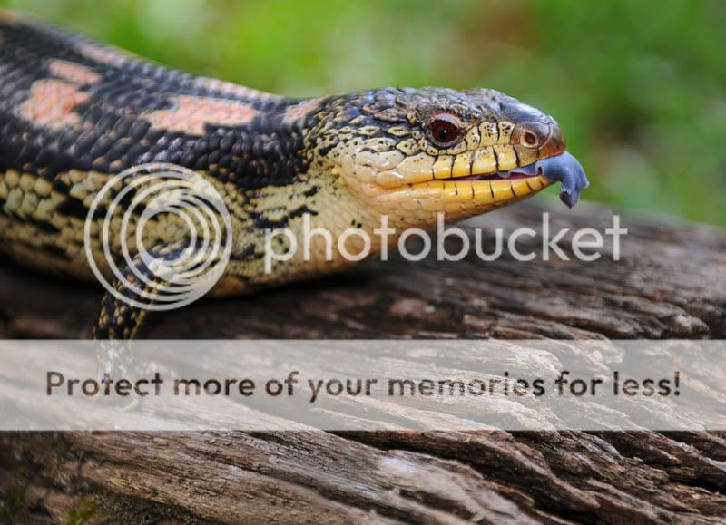 Blue tongue portraits | Aussie Pythons & Snakes Forum