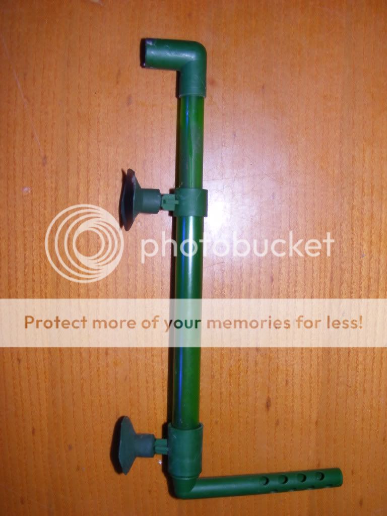 Picasso's are finally laying ! | Reef2Reef