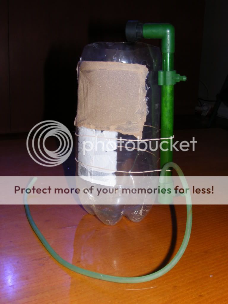 Picasso's are finally laying ! | Reef2Reef